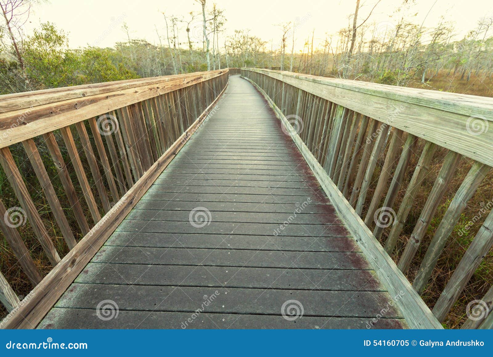 Boardwalk in swamp stock image. Image of serenity, forest - 54160705