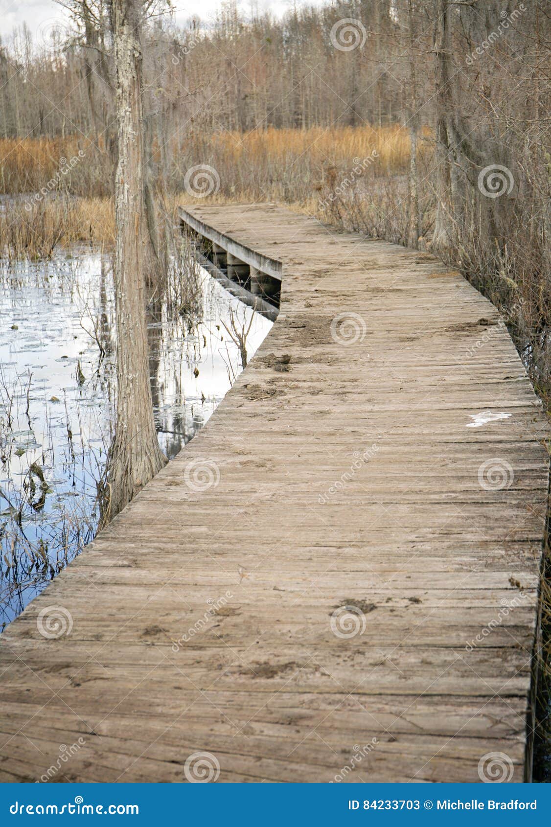 Boardwalk into a swamp stock image. Image of wilderness - 84233703