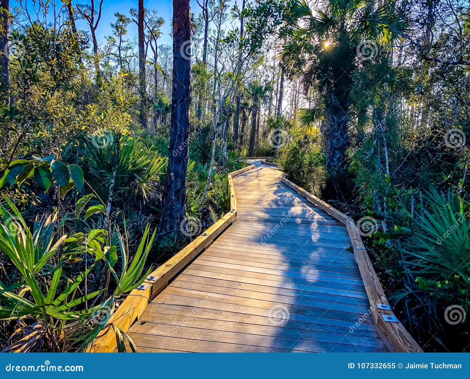 Boardwalk in the swamp stock image. Image of ecosystem - 107332655