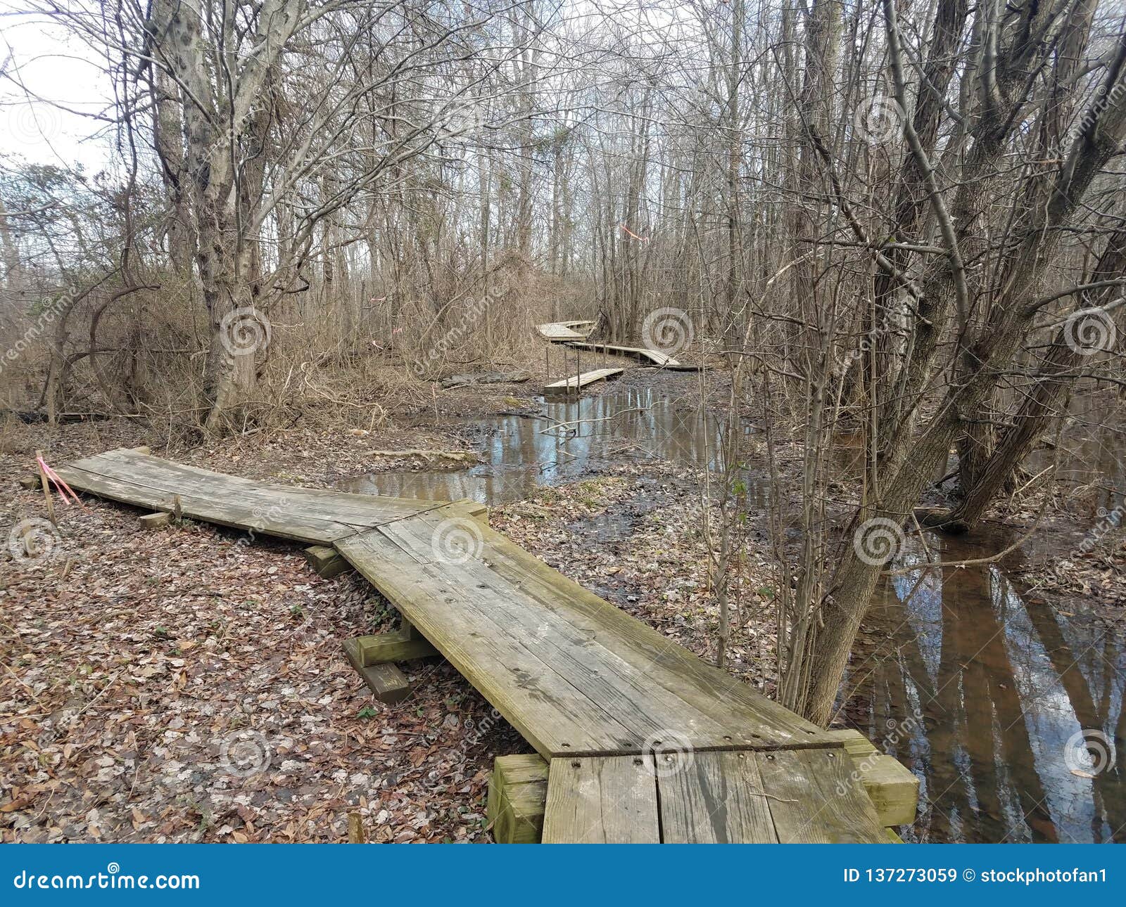 Boardwalk Trail or Path in Wetland or Swamp with Trees Stock Image ...