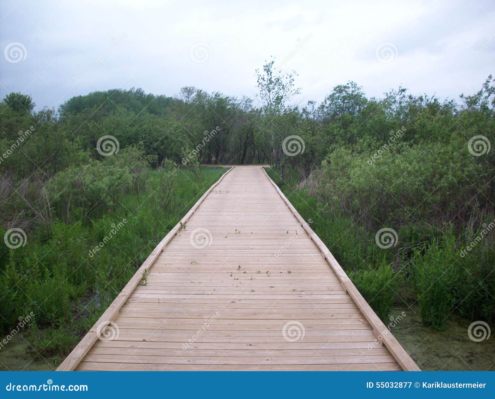 Boardwalk through the Wetland Stock Image - Image of close, open: 55032877