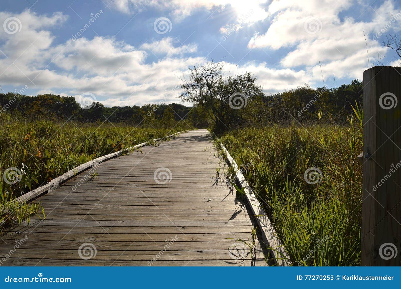 Boardwalk in the Wetland stock image. Image of close - 77270253
