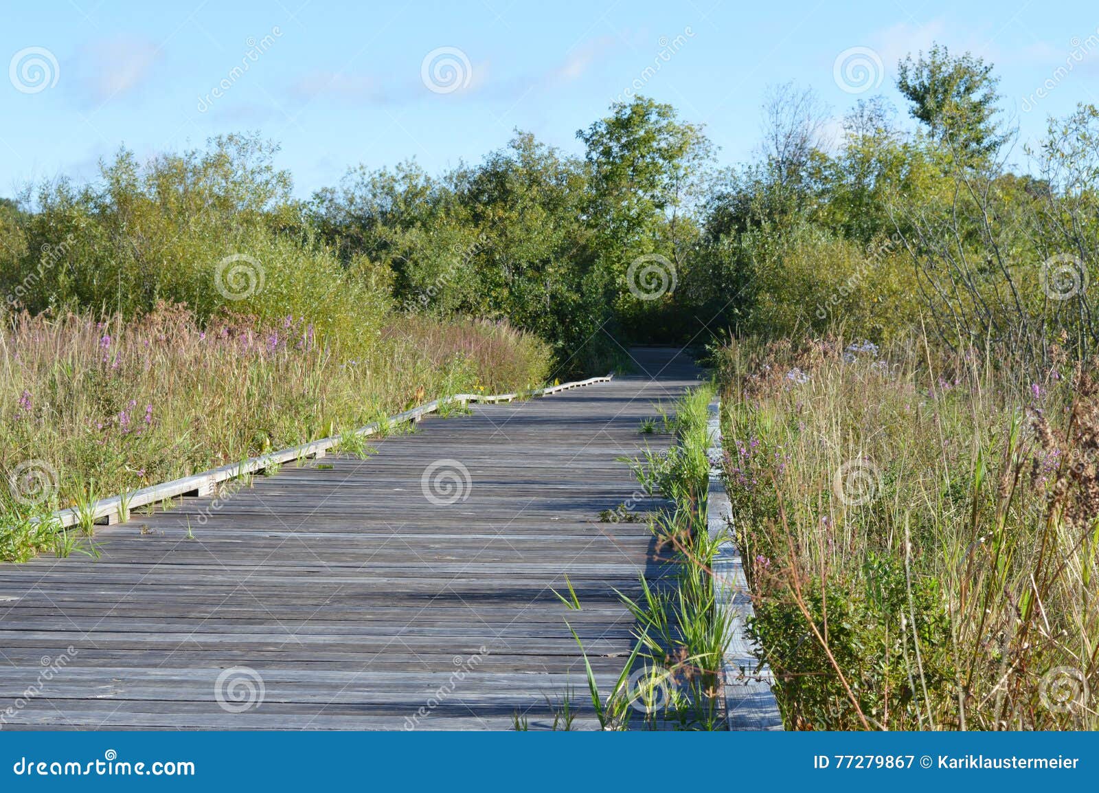 Boardwalk in the Wetland stock image. Image of boardwalk - 77279867