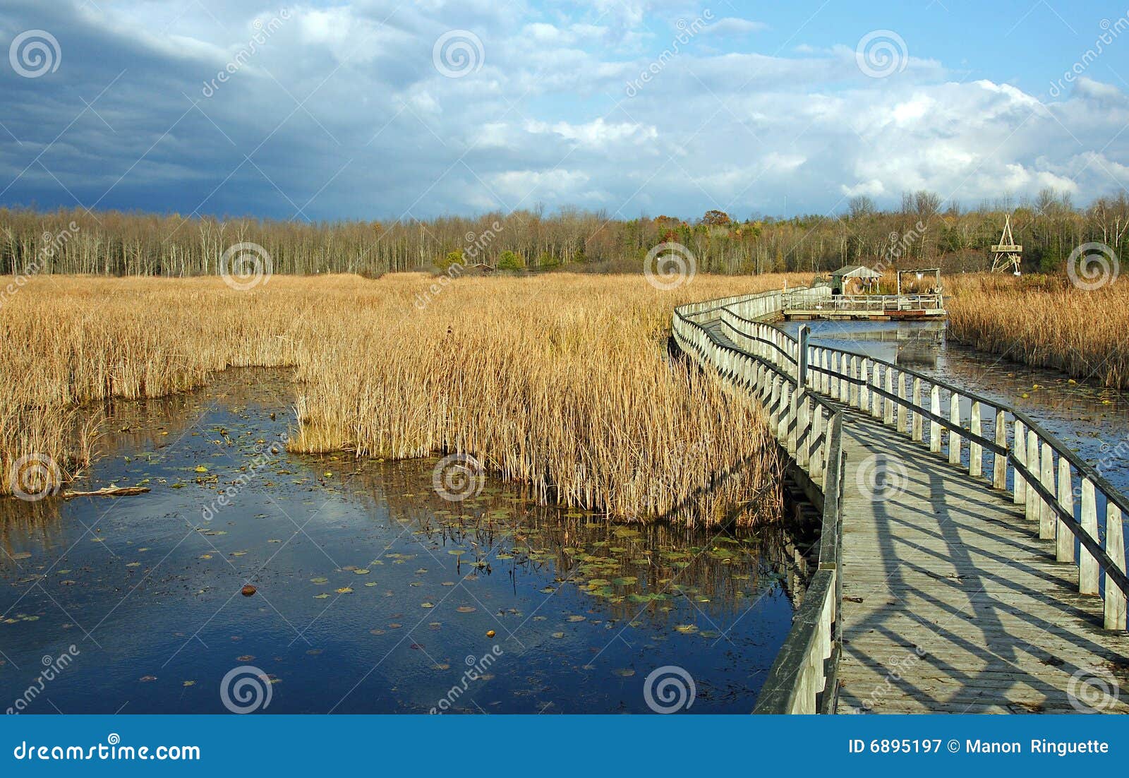 Boardwalk through Wetlands stock image. Image of wildlife - 6895197