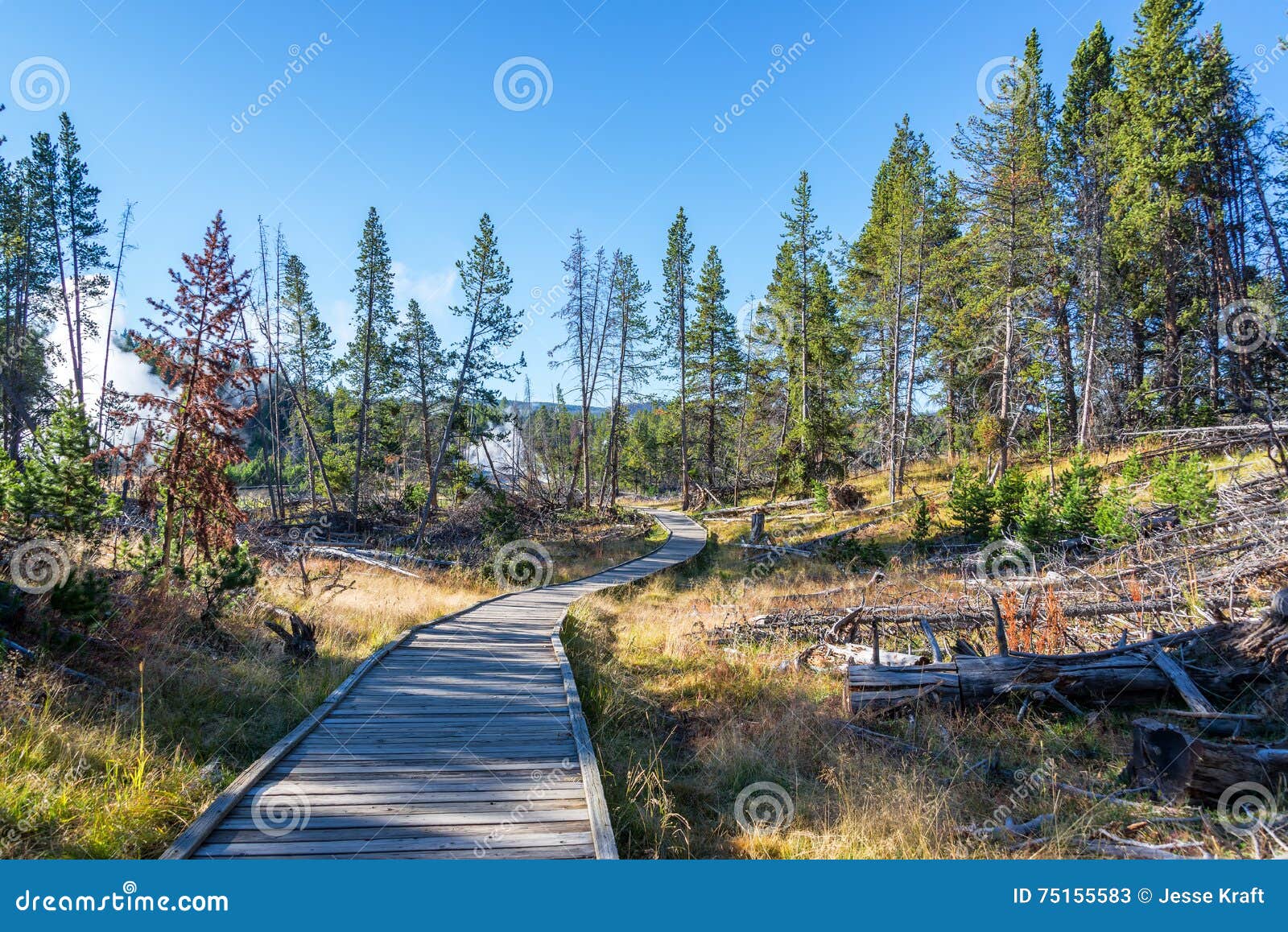 Boardwalk in Yellowstone National Park Stock Image - Image of beauty ...