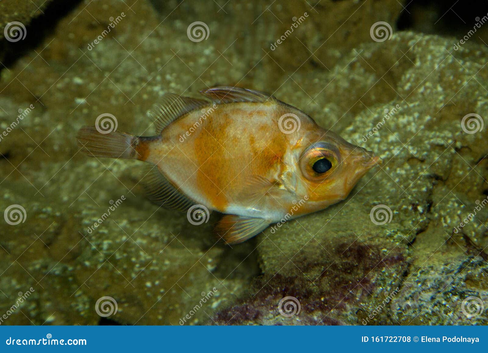 The Boarfish Capros aper. stock photo. Image of tropical - 161722708