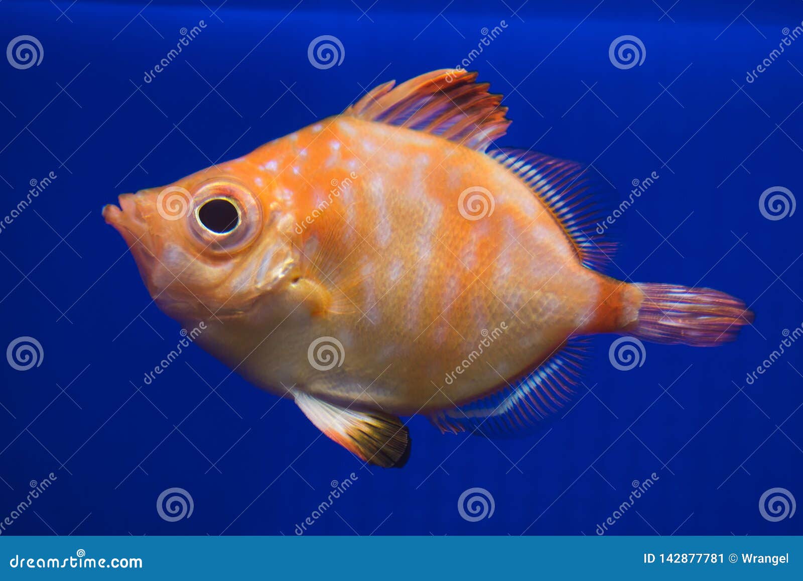 Boarfish Capros aper stock image. Image of scotland - 142877781