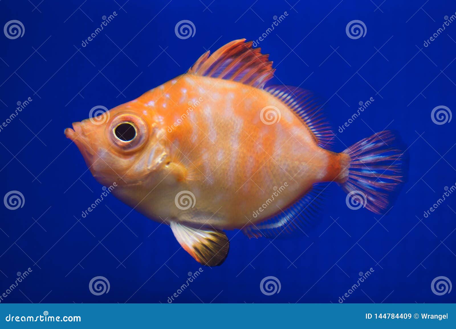 Boarfish Capros aper stock image. Image of britain, capros - 144784409