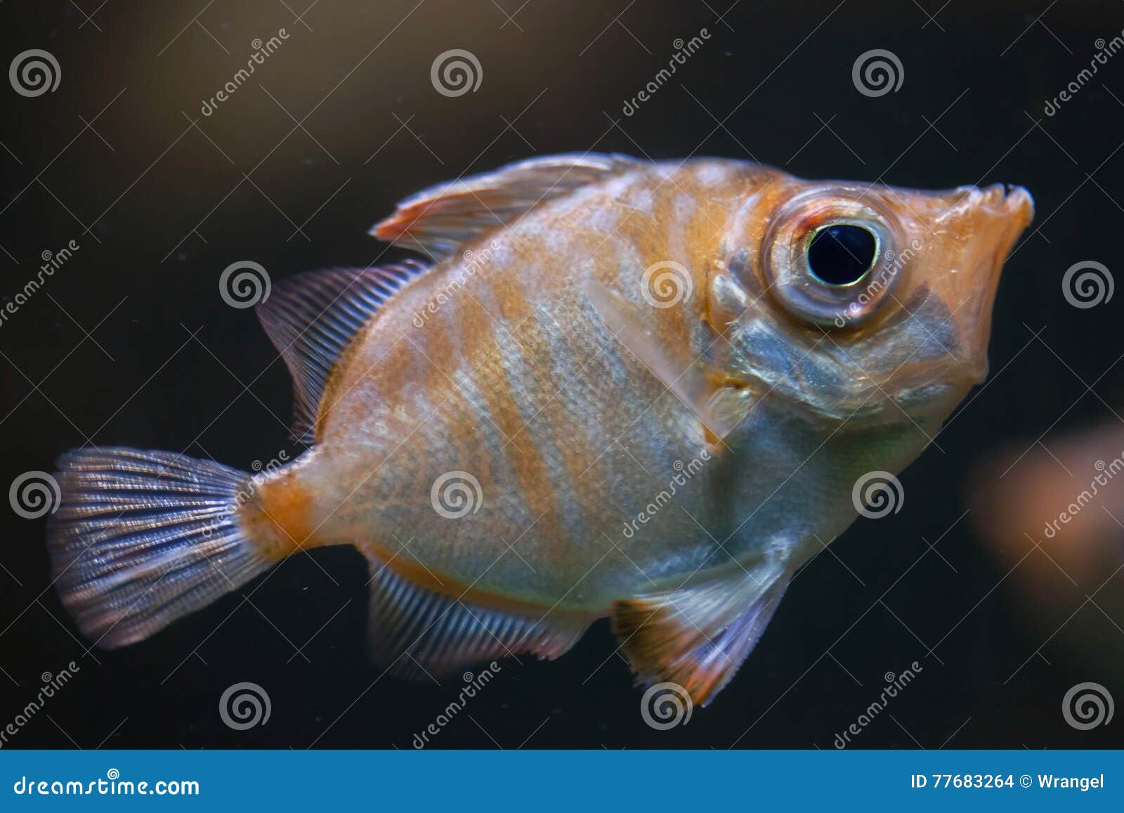 Boarfish (Capros aper). stock photo. Image of wildlife - 77683264