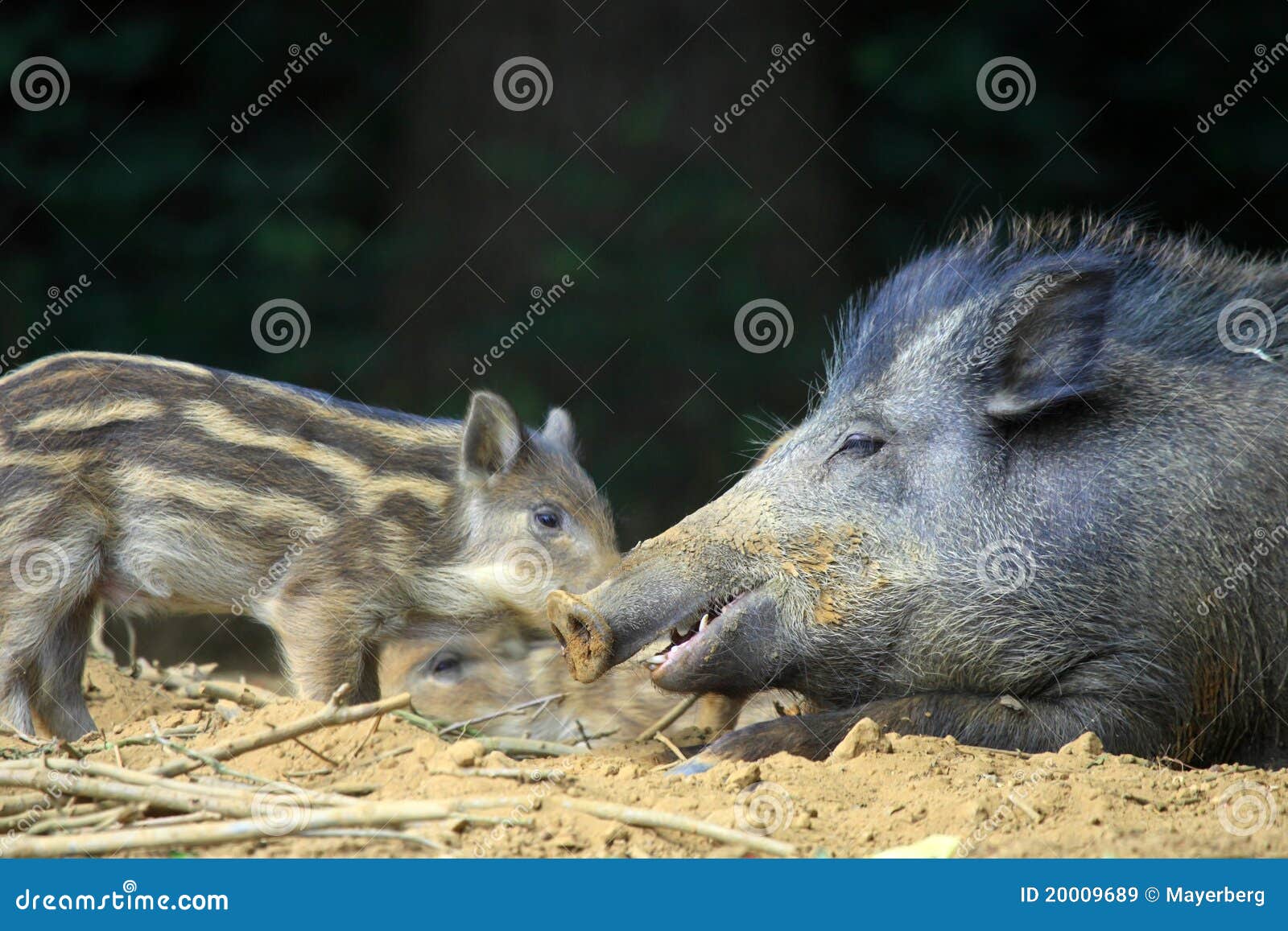 Boars stock illustration. Illustration of beast, mammal - 20009689