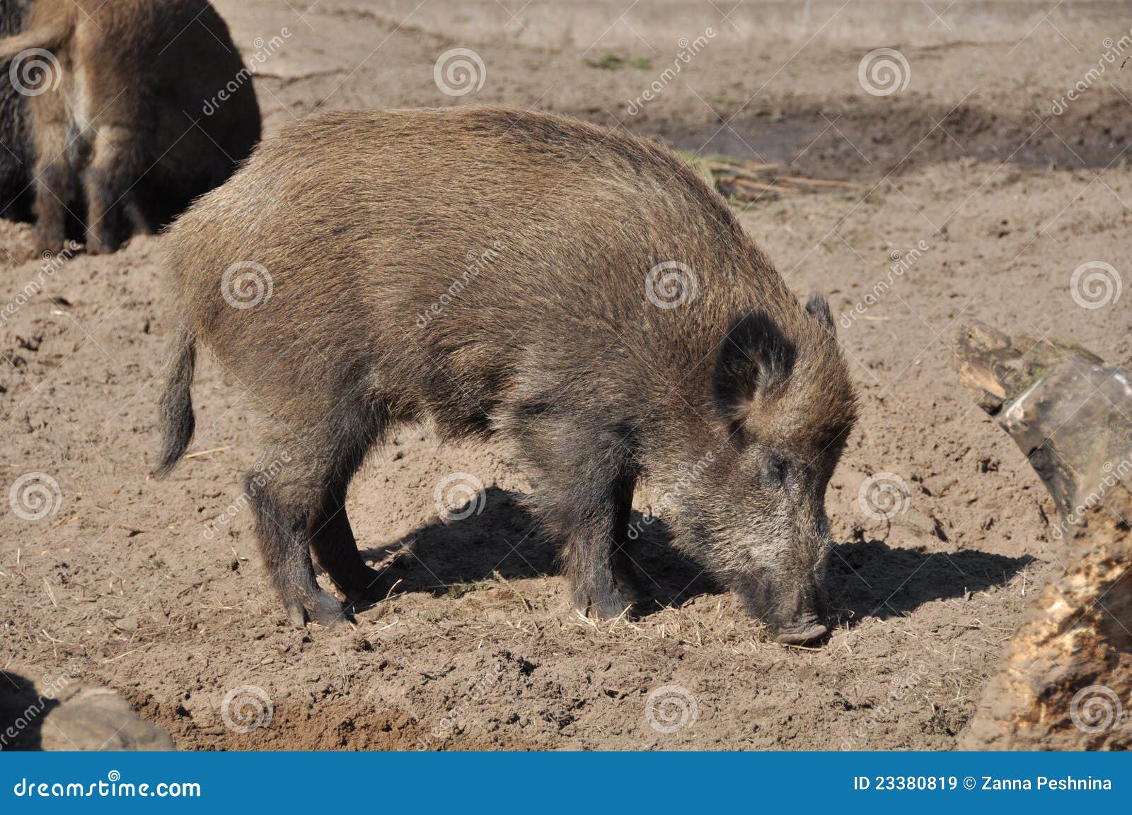 Boars stock image. Image of boar, livestock, hunting - 23380819
