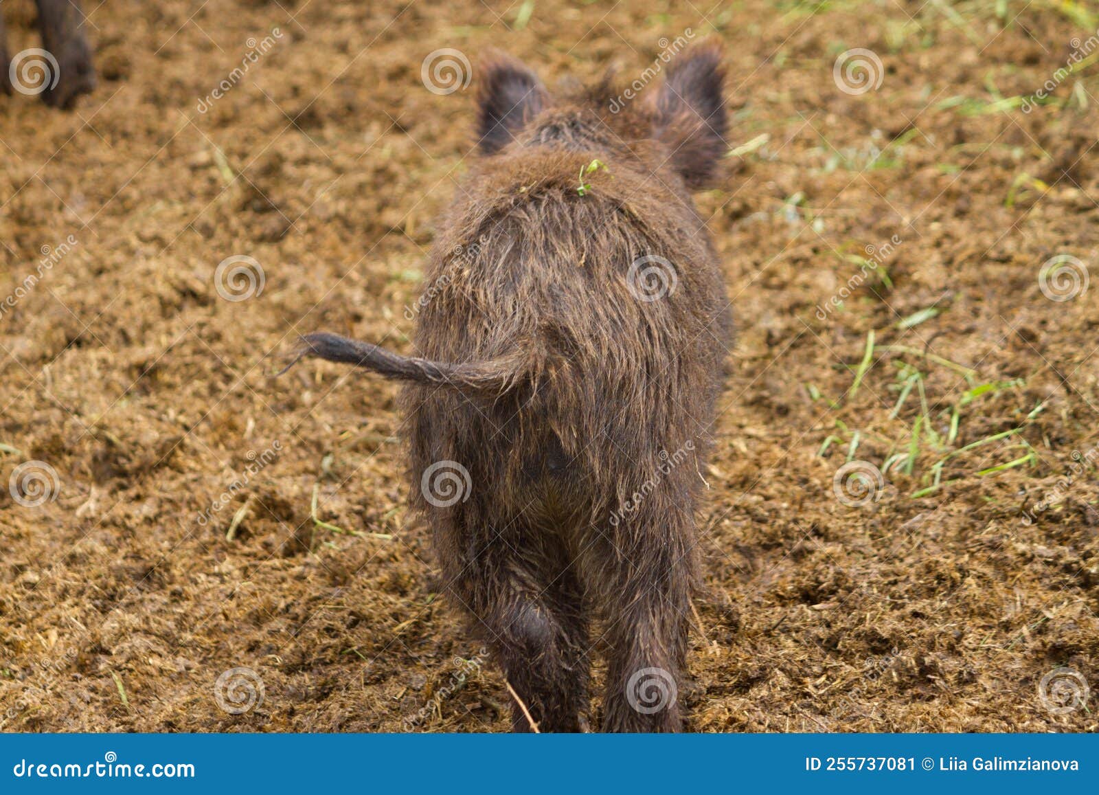 Boars in the mud stock image. Image of wood, nature - 255737081