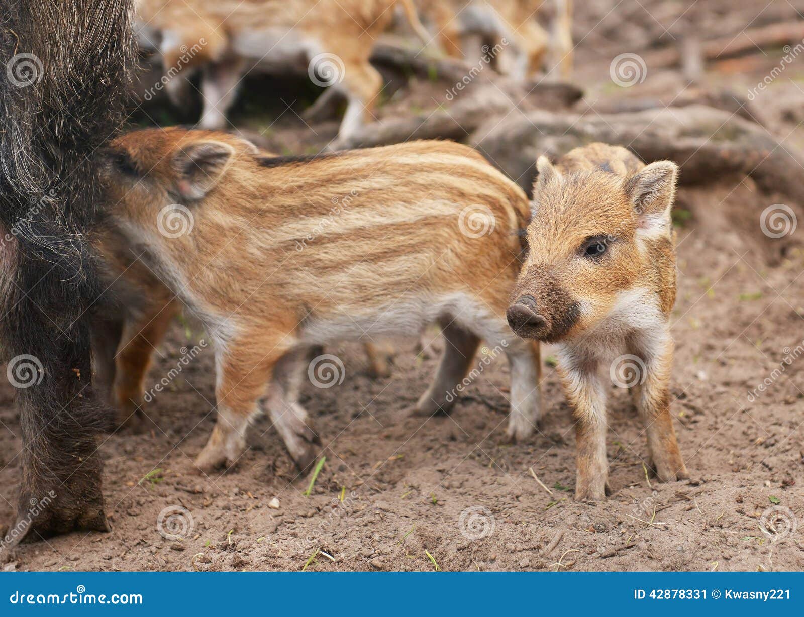 Boars stock image. Image of beast, mammal, hunt, babes - 42878331