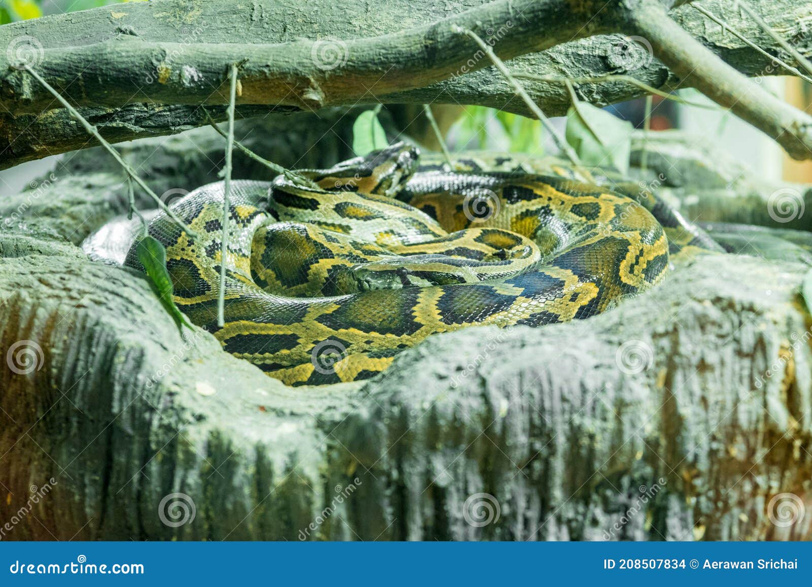 The boas coiled on rock. stock photo. Image of species - 208507834