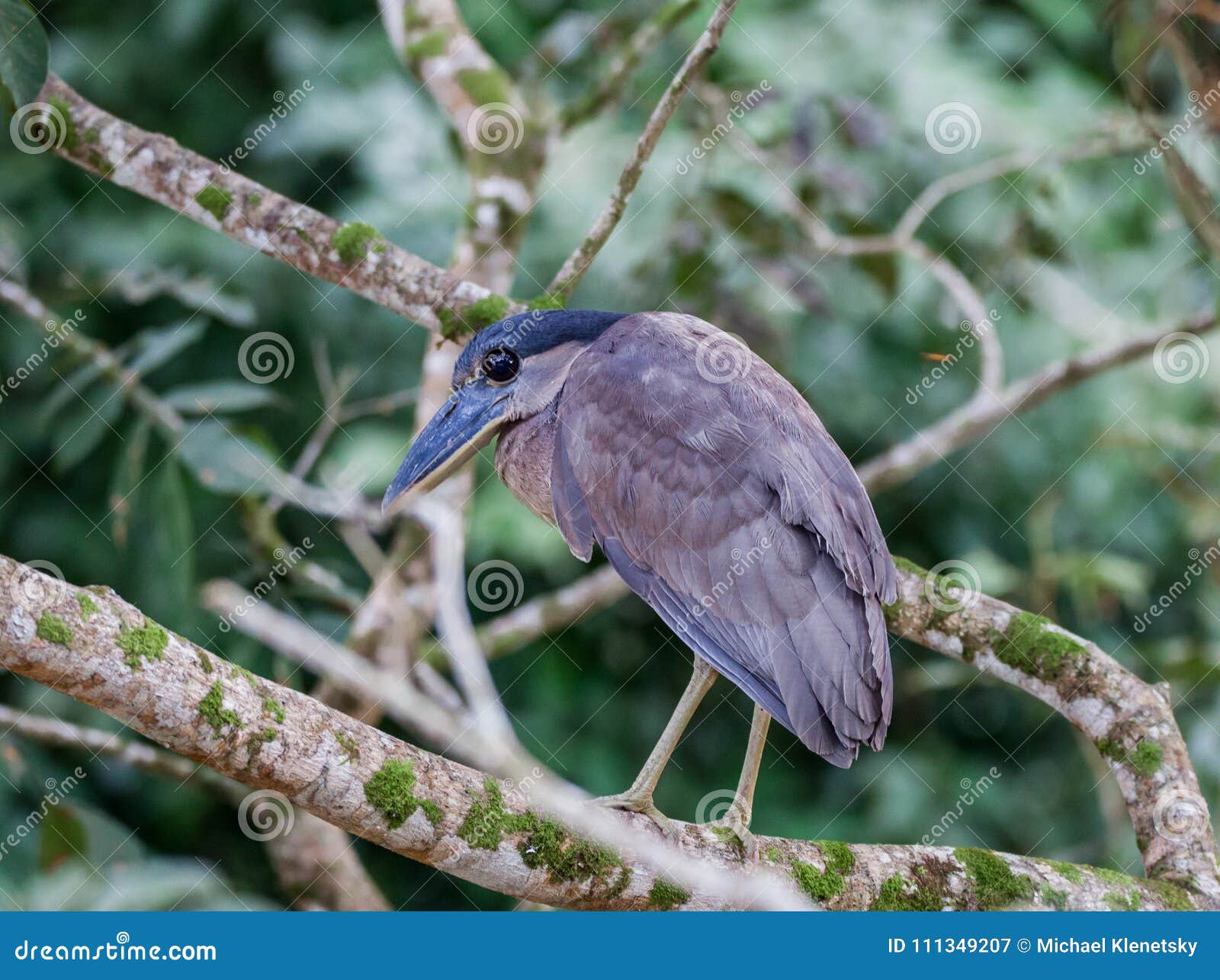 Boat-billed Heron stock image. Image of costa, branch - 111349207