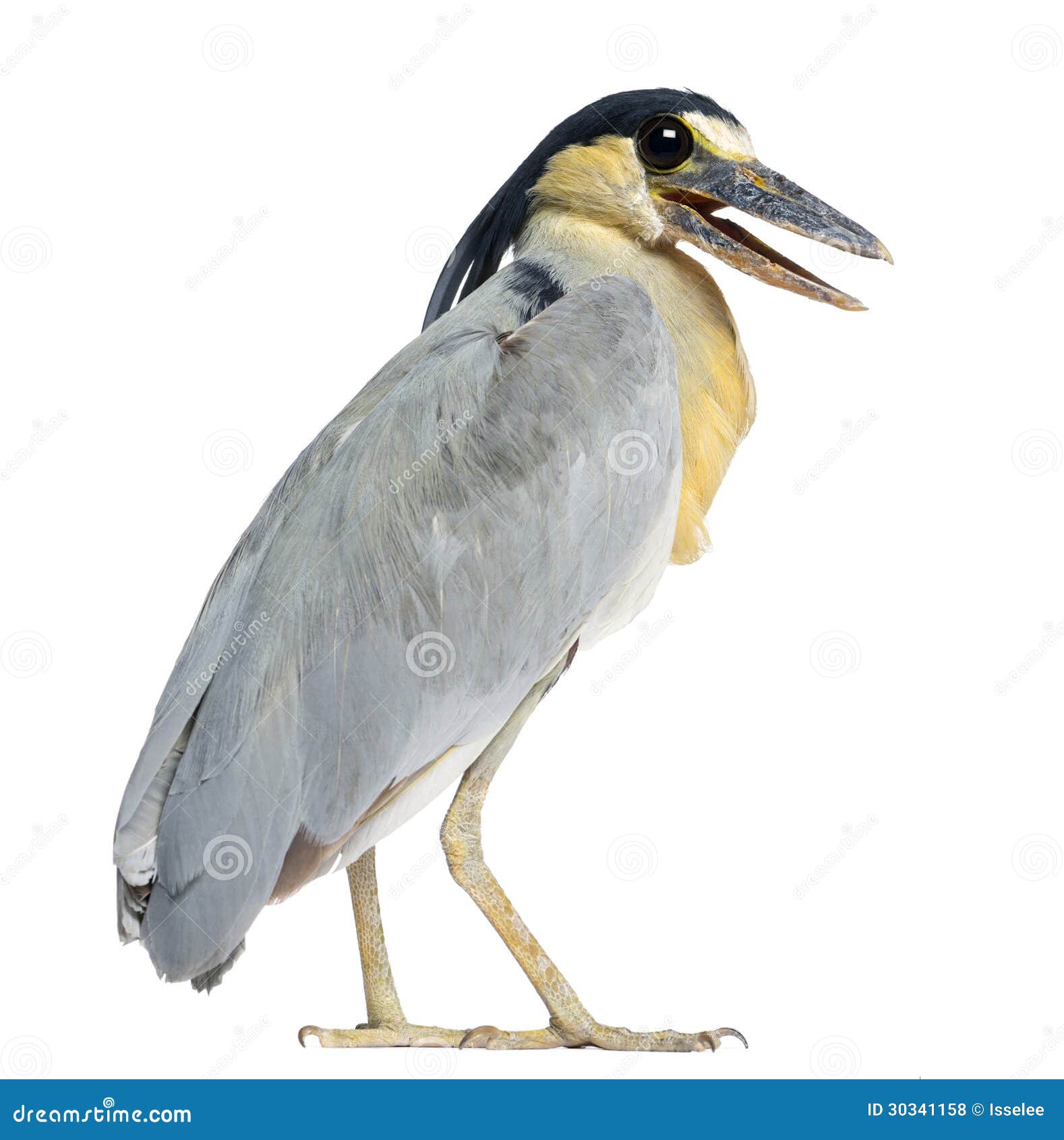 Boat-billed Heron; Boatbill - Cochlearius Cochlearius Stock Photo ...
