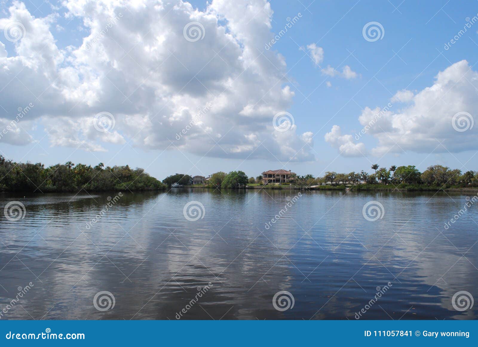 Manatee river in Florida stock image. Image of river - 111057841