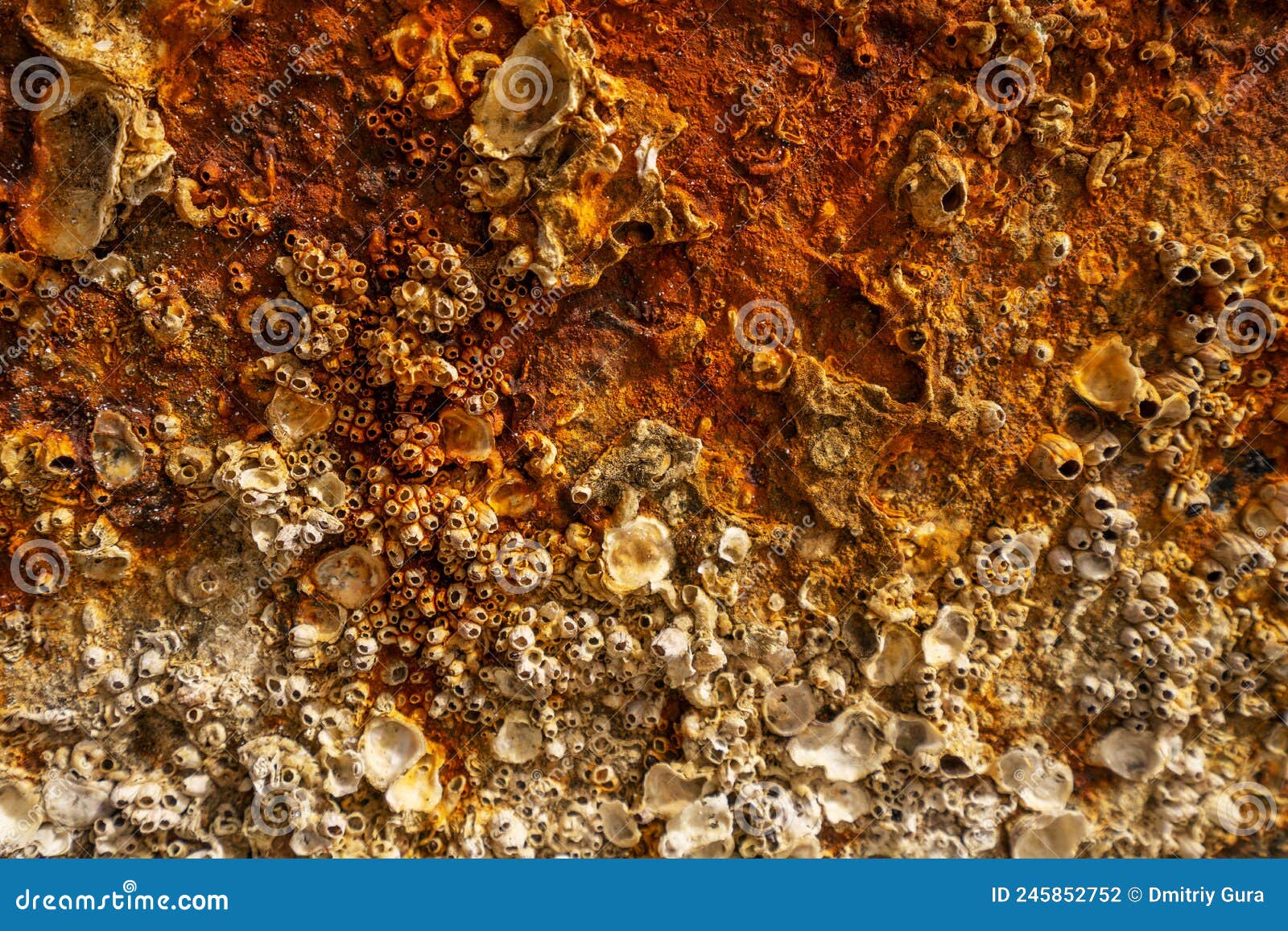 Boat Hull, Yacht and Ship Texture. Rust Shells Pattern Stock Photo ...