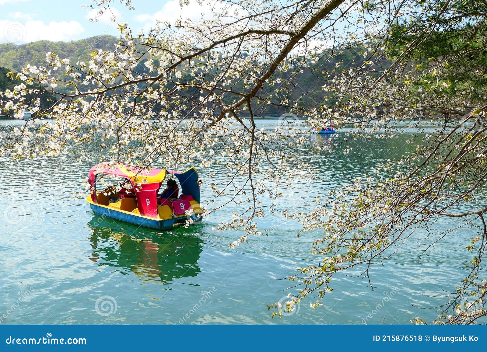 Boat on the Lake with Cherry Blossom Stock Photo - Image of natural ...