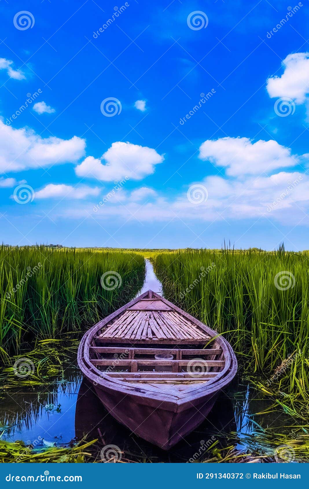 A Boat through the Middle of Two Paddy Field Stock Photo - Image of ...