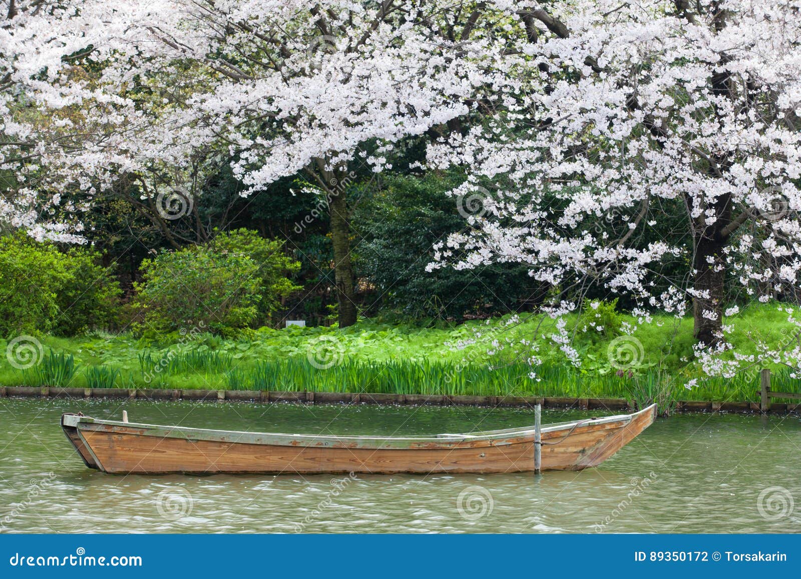 Boat in River with Sakura Cherry Blossom Stock Photo - Image of ...