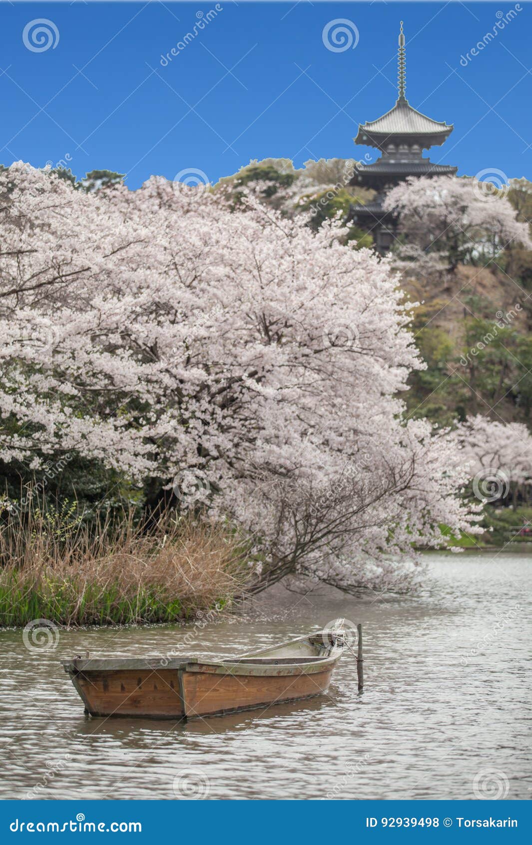 Boat in River with Sakura Cherry Blossom Tree Stock Photo - Image of ...
