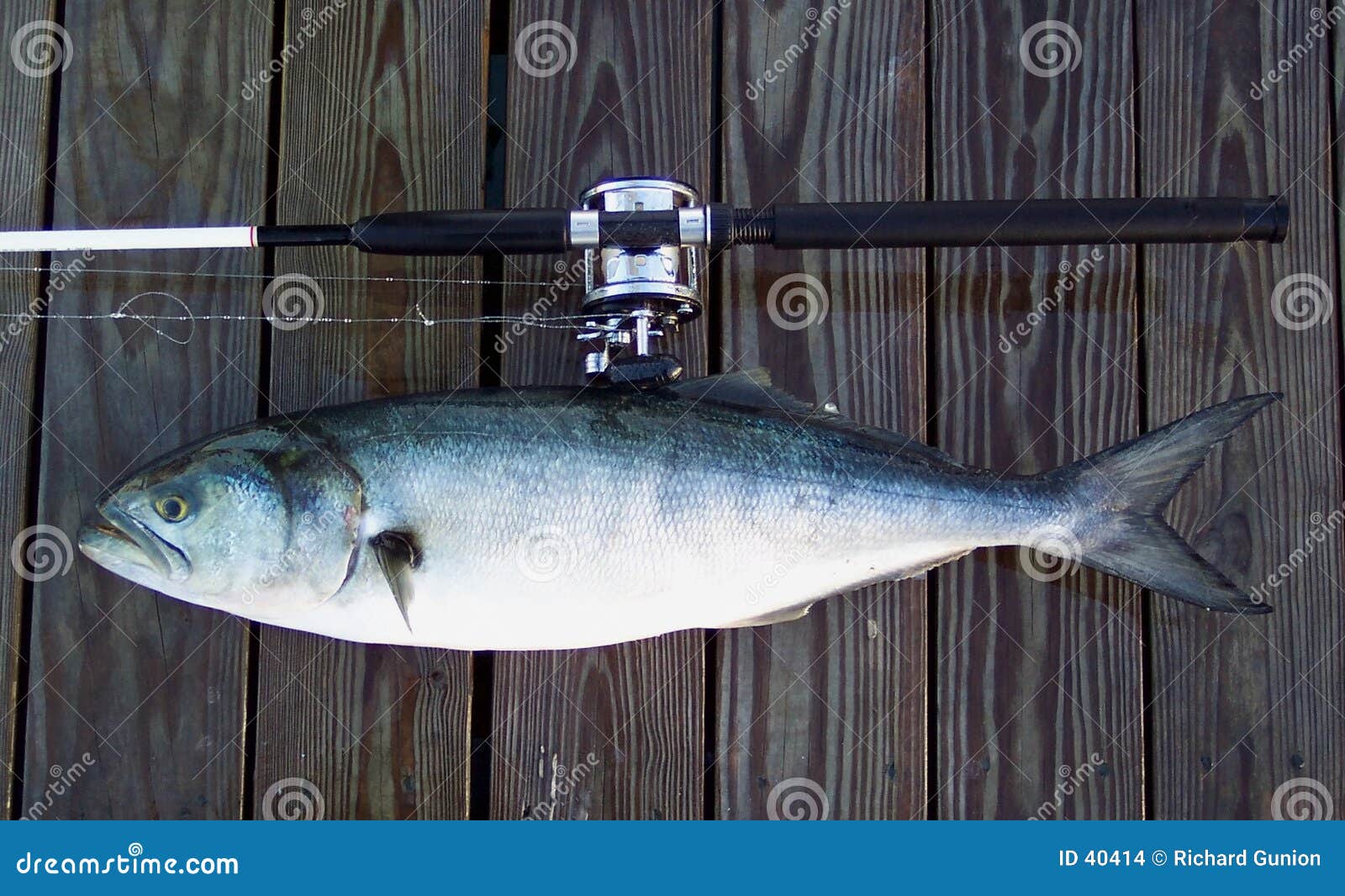 Boat Rod and Bluefish stock photo. Image of fighter, tough - 40414