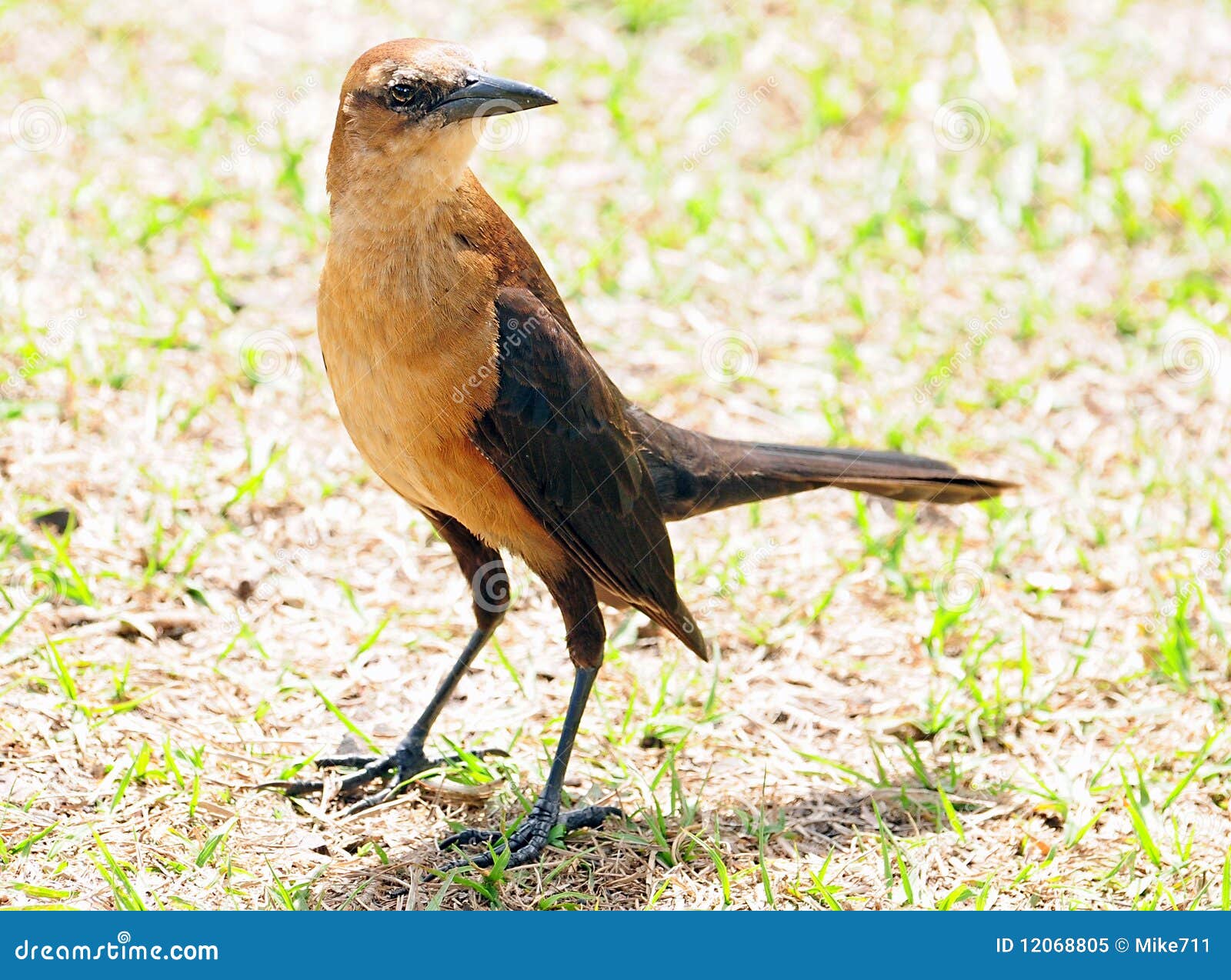 Boat Tailed Crackle stock image. Image of tropical, southern - 12068805