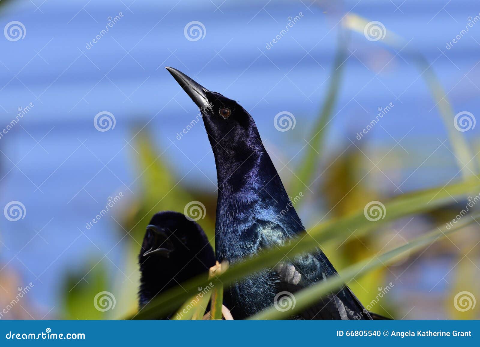 Boat Tailed Gackle stock photo. Image of bold, wildlife - 66805540