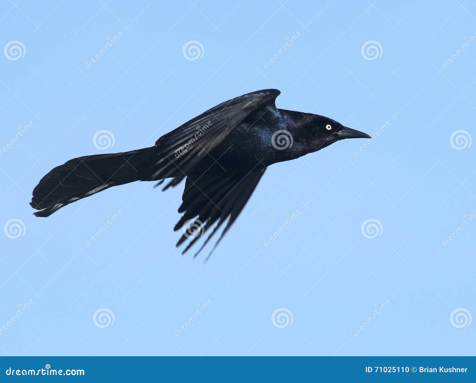 Boat-tailed Grackle in Flight Stock Photo - Image of quiscalus, tailed ...