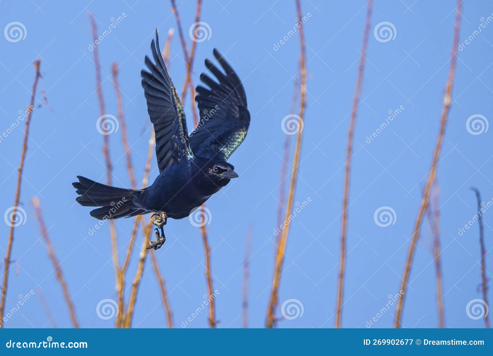 Boat-tailed Grackle Taking Flight Stock Image - Image of bird, wildlife ...