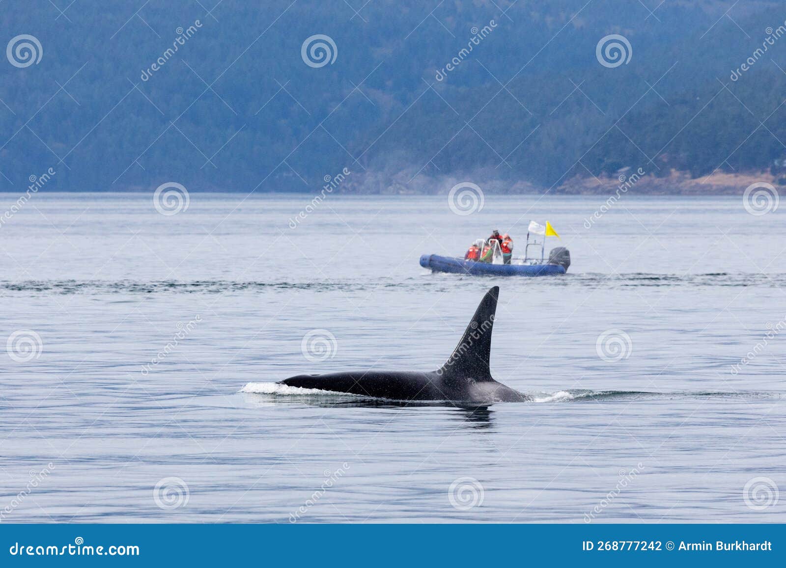 Boat with Tourists Watching a Orca Stock Photo - Image of mammal ...