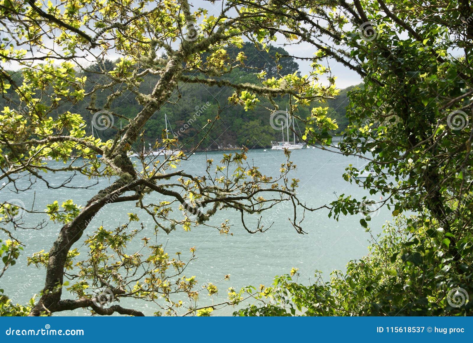 Boat tree stock image. Image of tree, france, boat, outdoort - 115618537