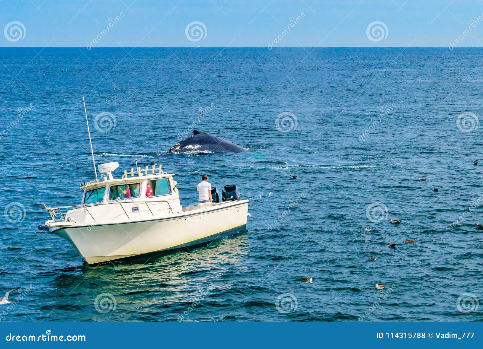 Boat and Whale, Cape Cod, Massachusetts, US Stock Photo - Image of ...