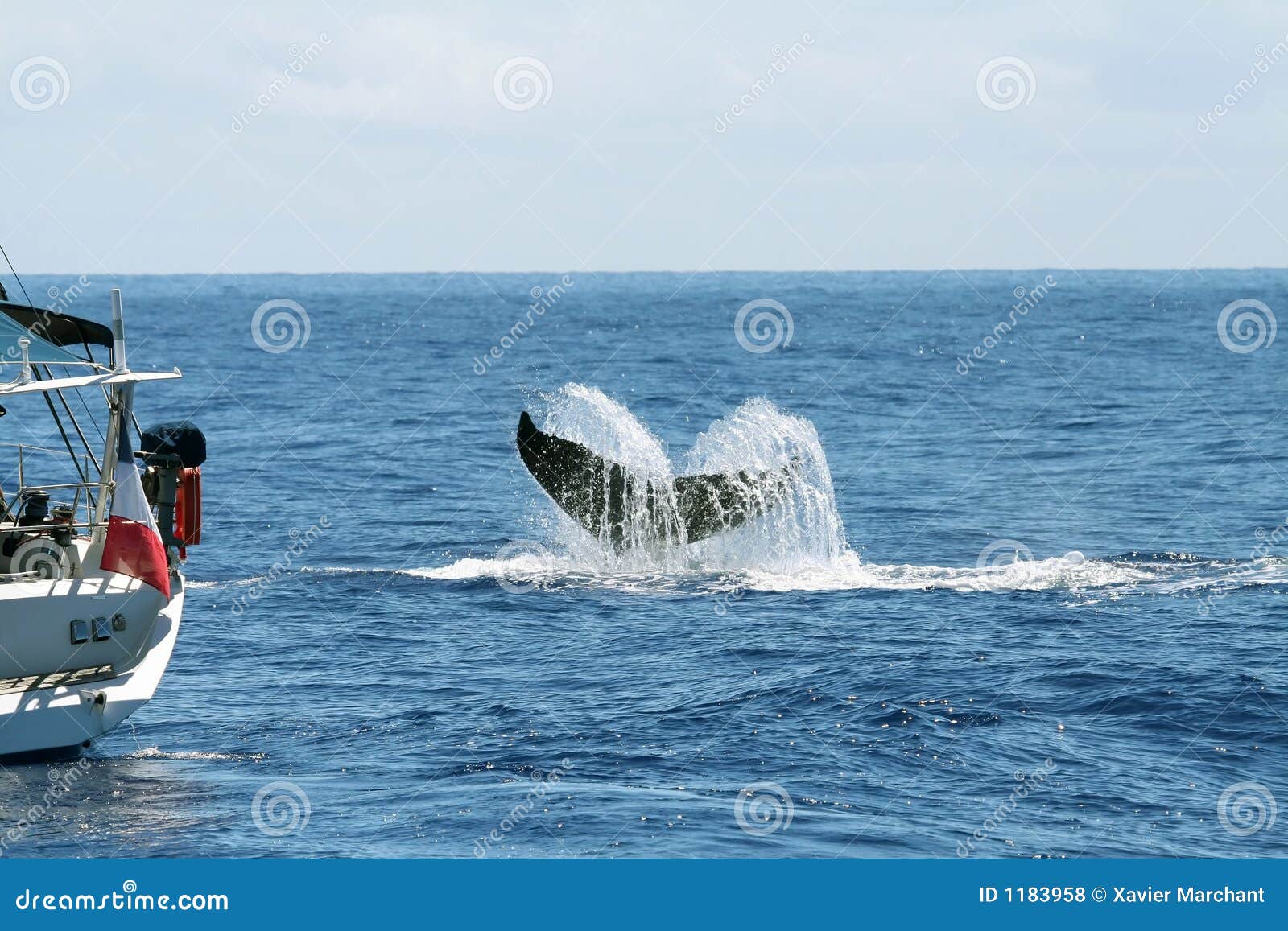 304 Whale Sailboat Stock Photos - Free & Royalty-Free Stock Photos from ...