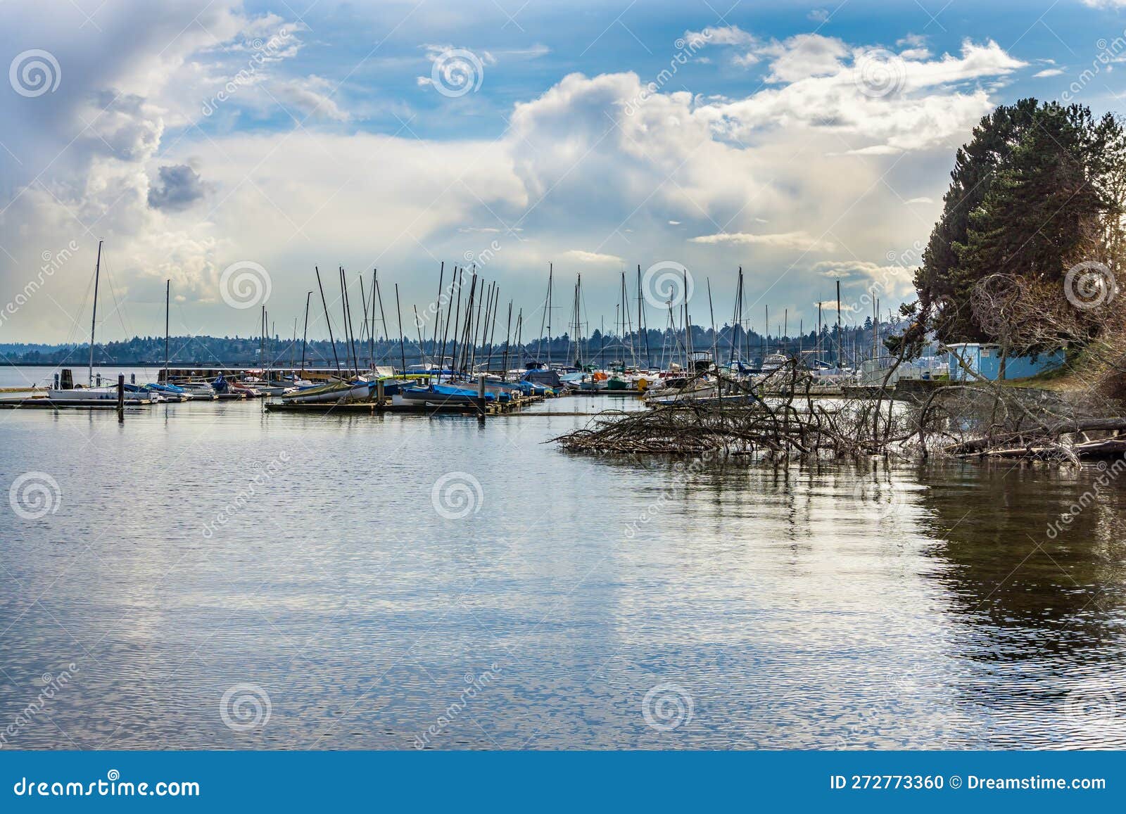 Boats at Leschi Marina stock photo. Image of sailing - 272773360