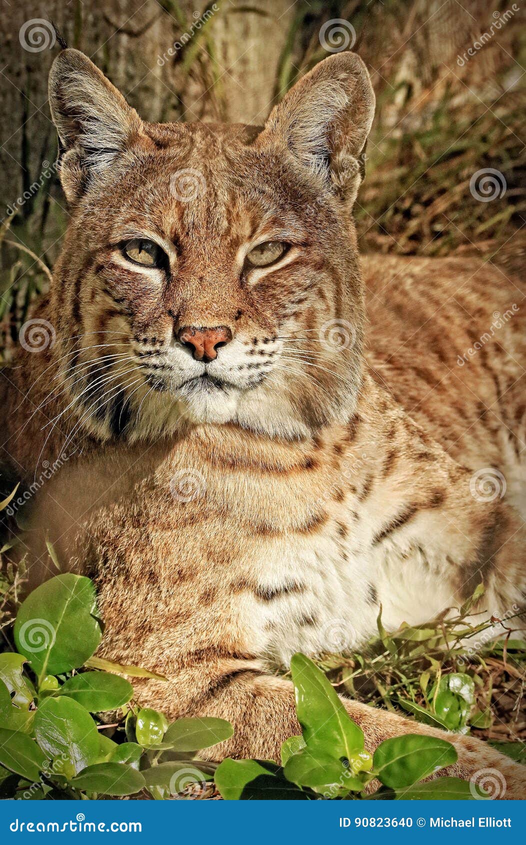 Bobcat stock photo. Image of claws, wild, buckskinman - 90823640