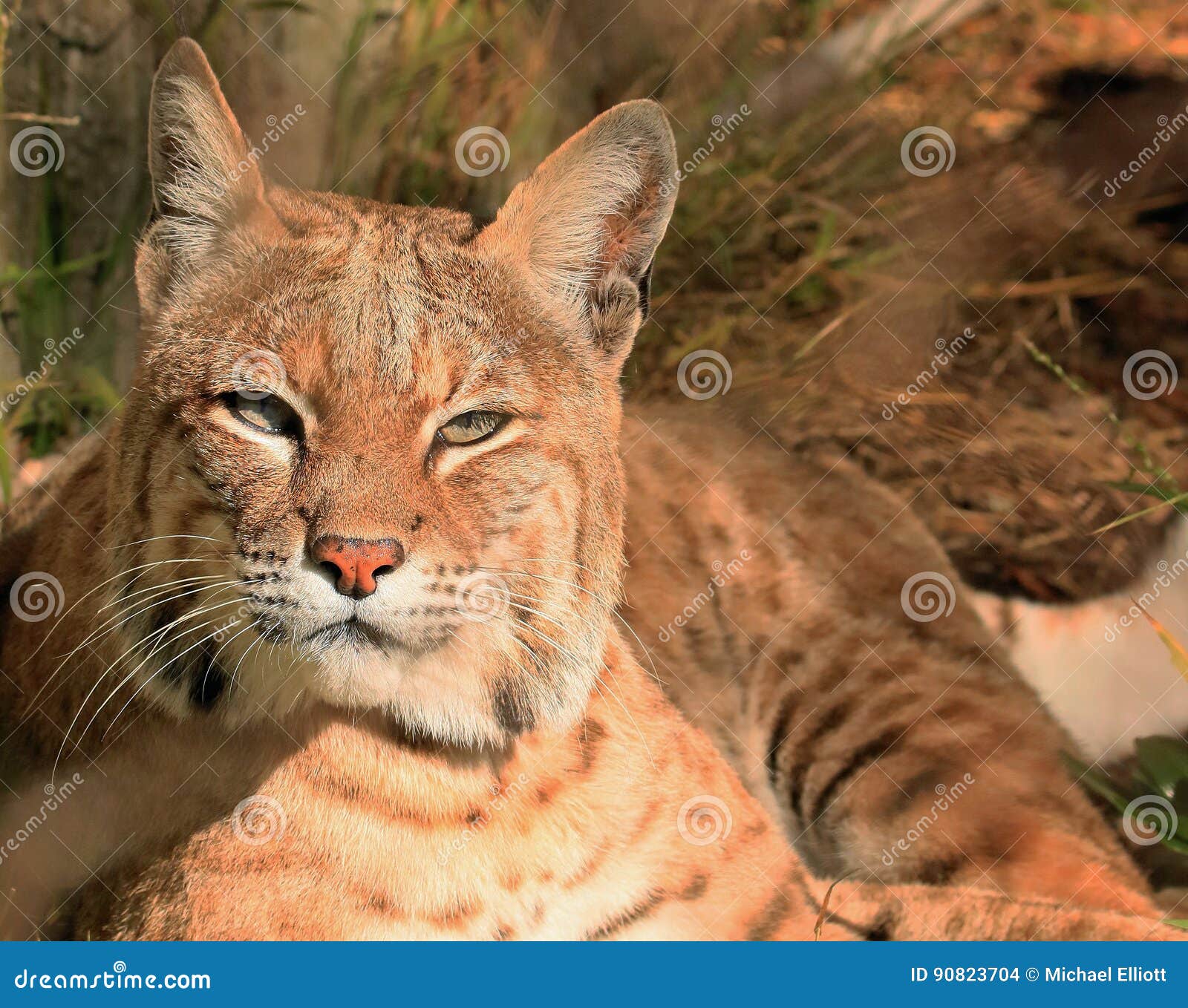 Bobcat stock photo. Image of sunshine, tail, sitting - 90823704