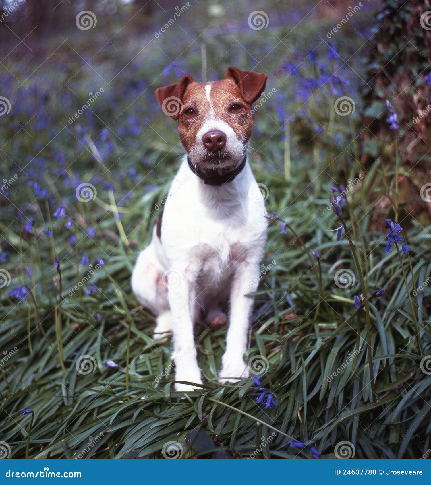 Bob the dog stock photo. Image of bluebells, forest, bluebell - 24637780