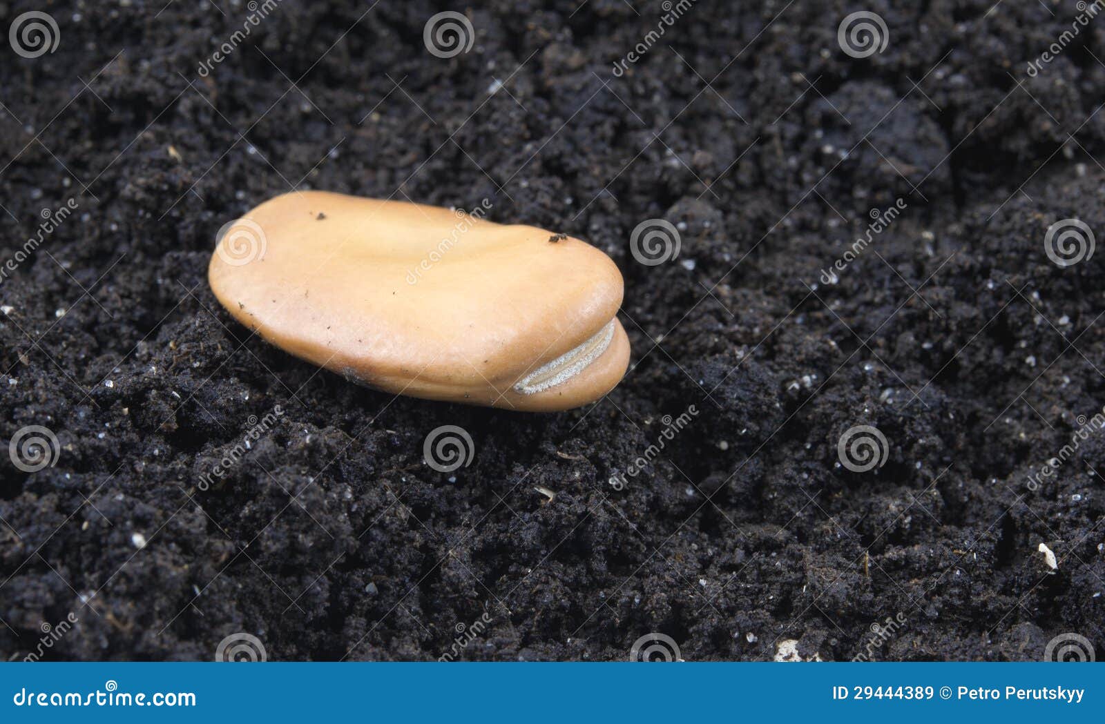 Bob seed stock image. Image of garden, shoots, beans - 29444389