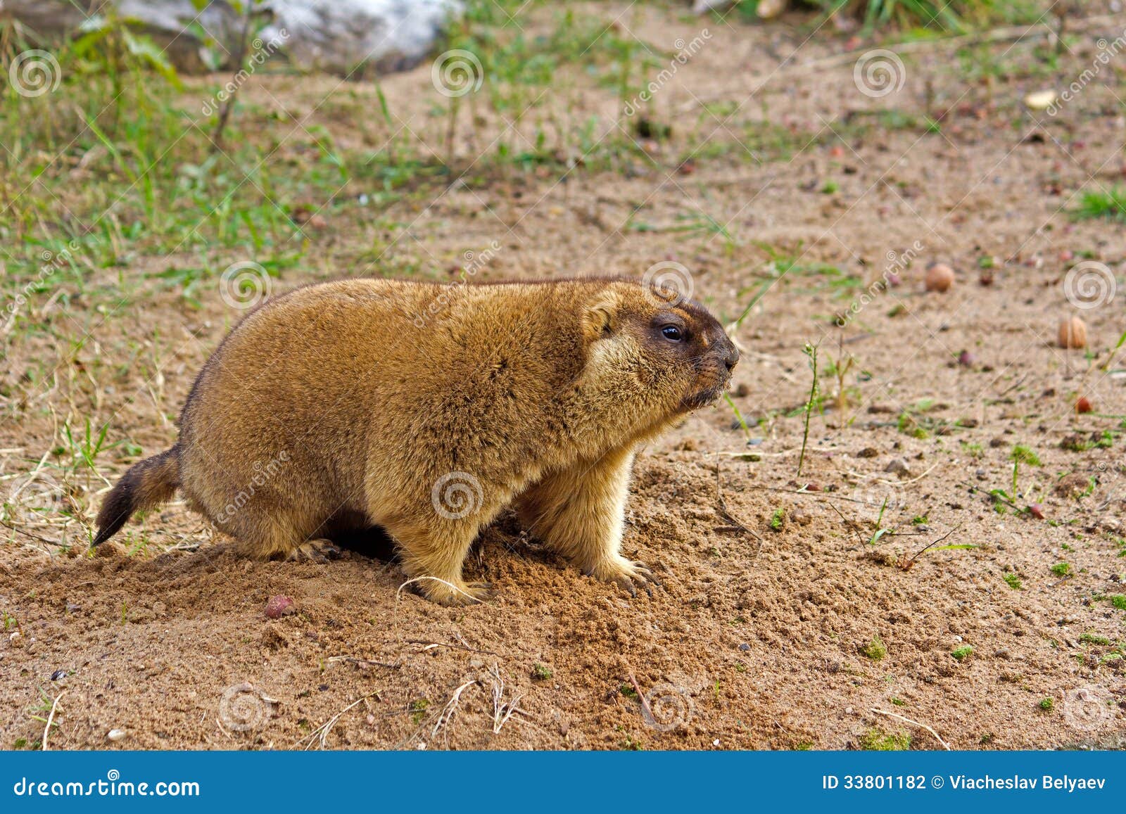 Bobak zdjęcie stock. Obraz złożonej z dziki, moskwa, przyroda - 33801182
