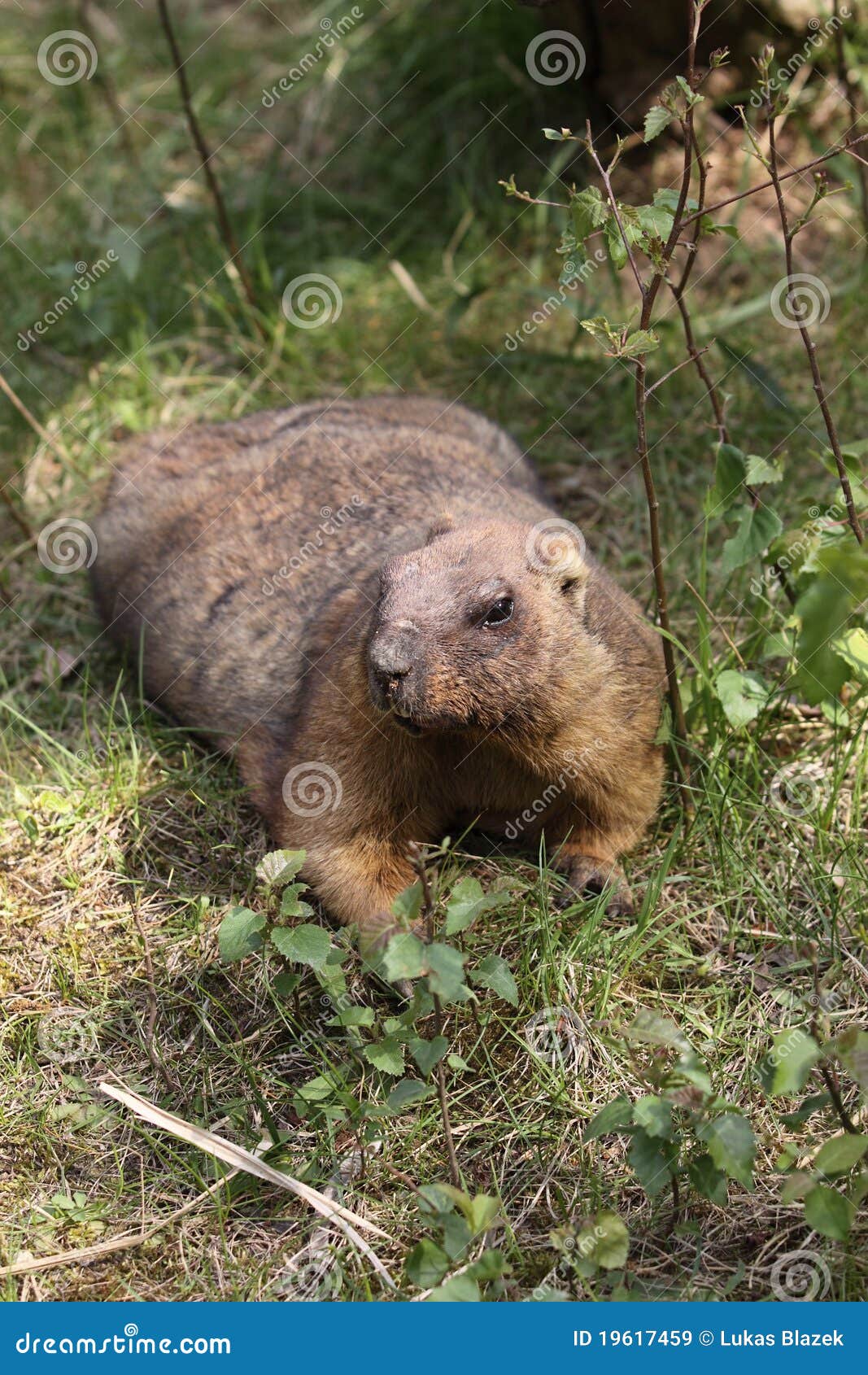 Bobak marmot stock image. Image of meadow, animal, grassland - 19617459