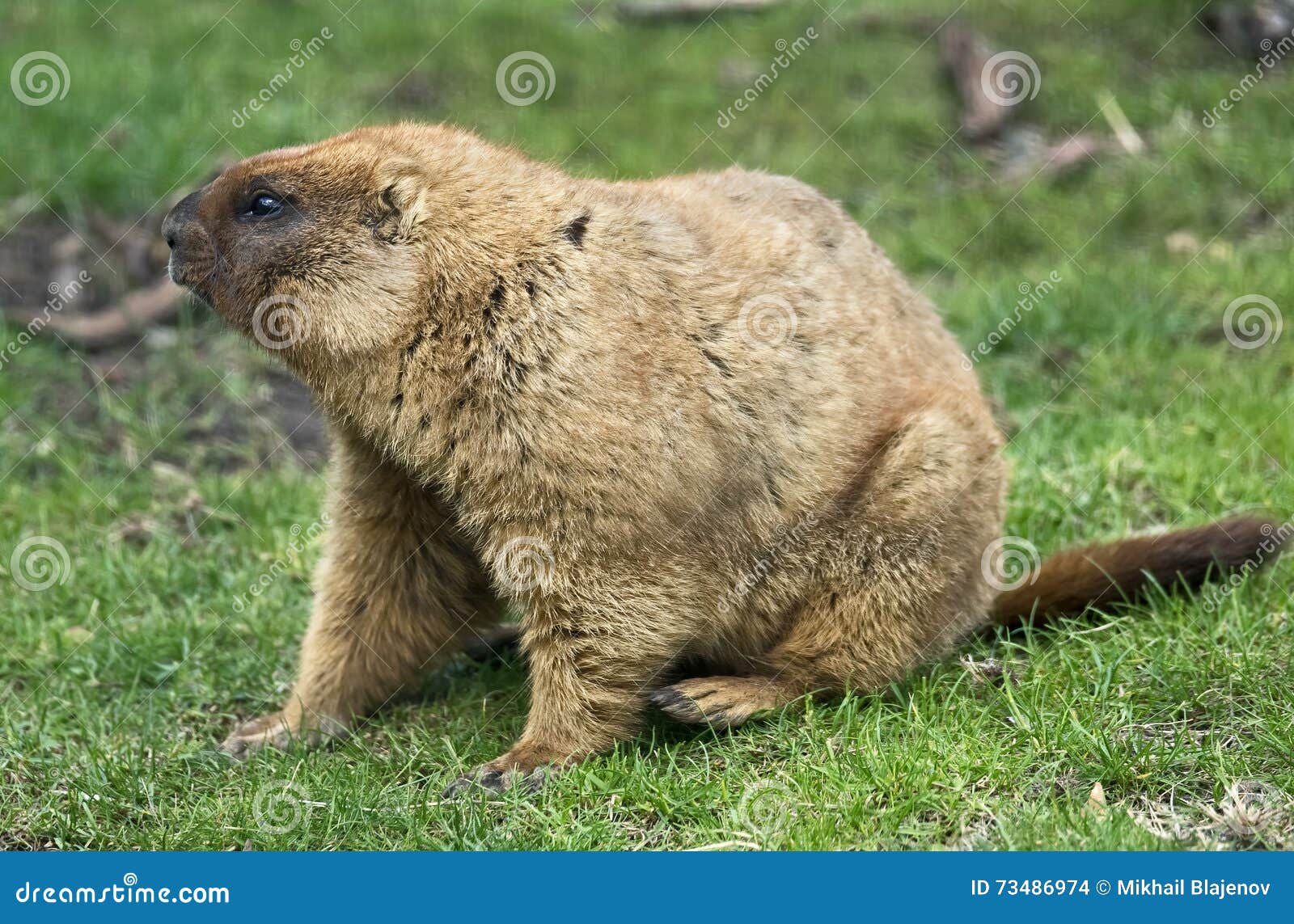Bobak marmot 2 stock photo. Image of nature, wild, grass - 73486974