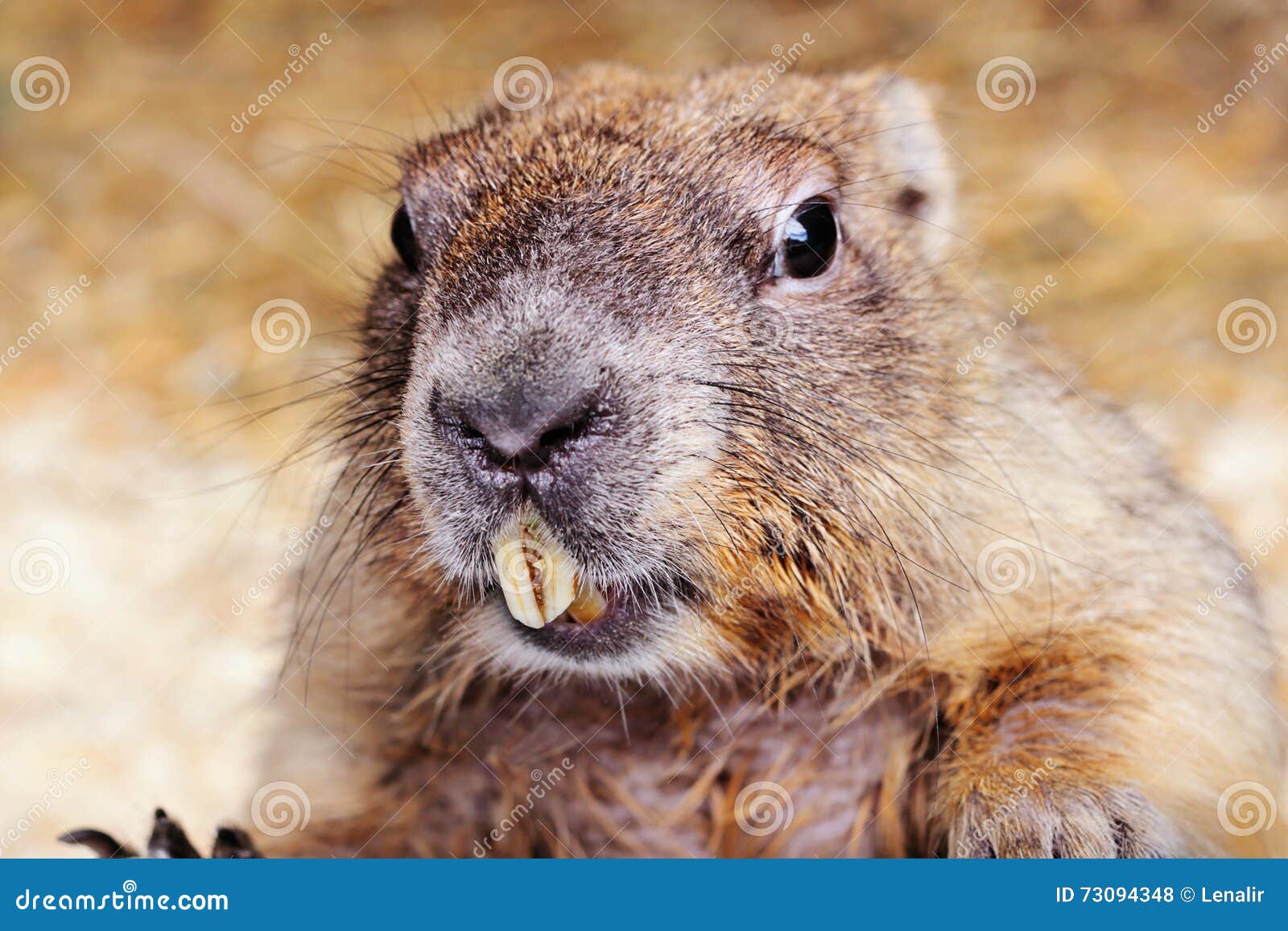 Bobak Marmot stock photo. Image of marmota, wildlife - 73094348