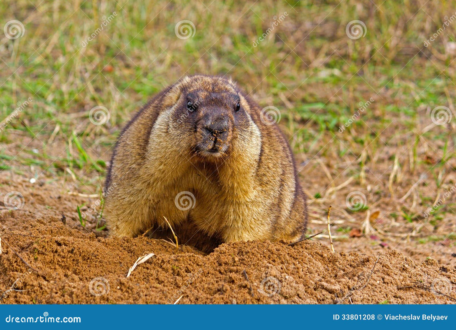 Bobak stock photo. Image of rodent, animal, moscow, groundhog - 33801208