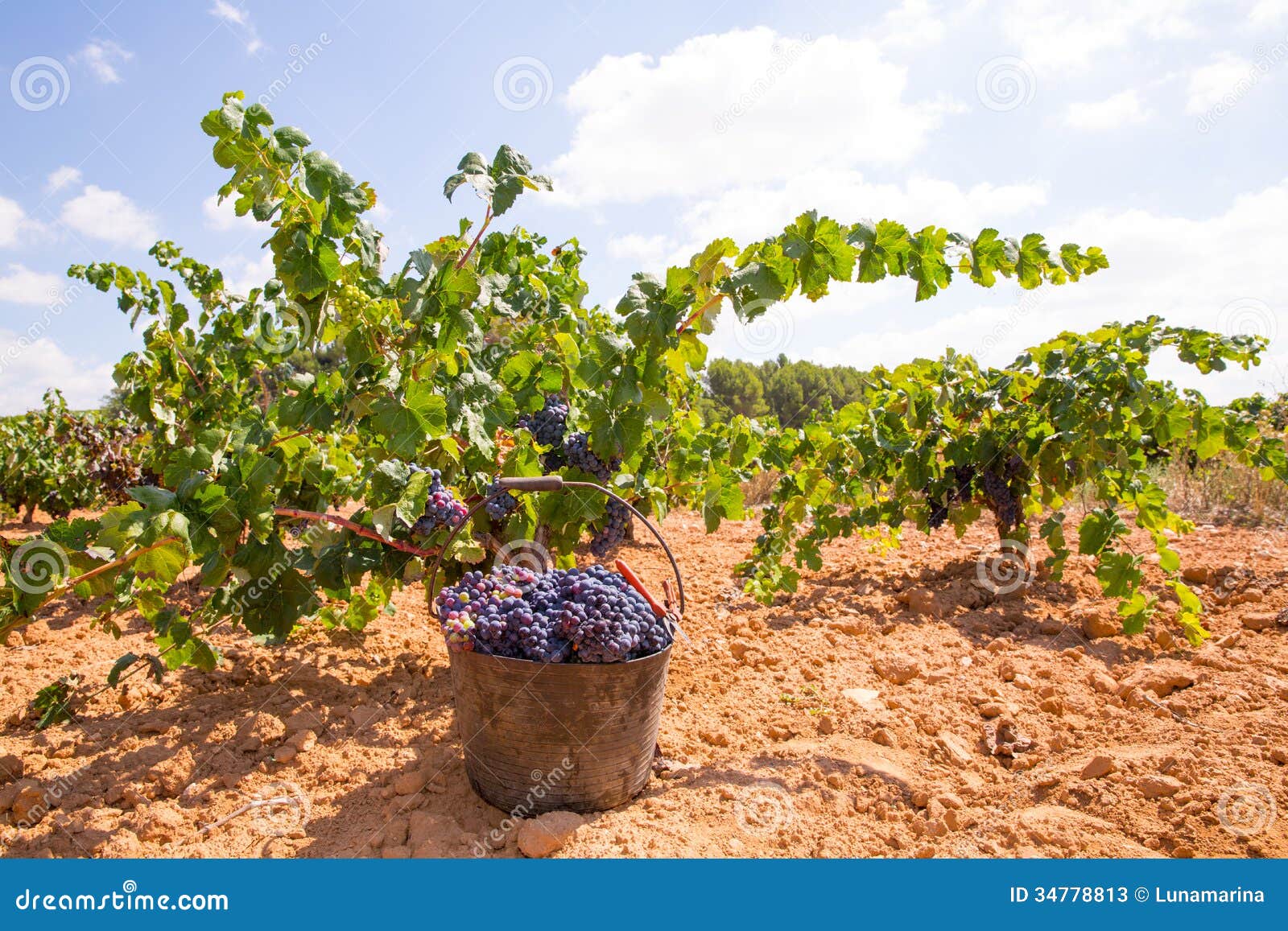 Bobal Harvesting with Wine Grapes Harvest Stock Image - Image of ...