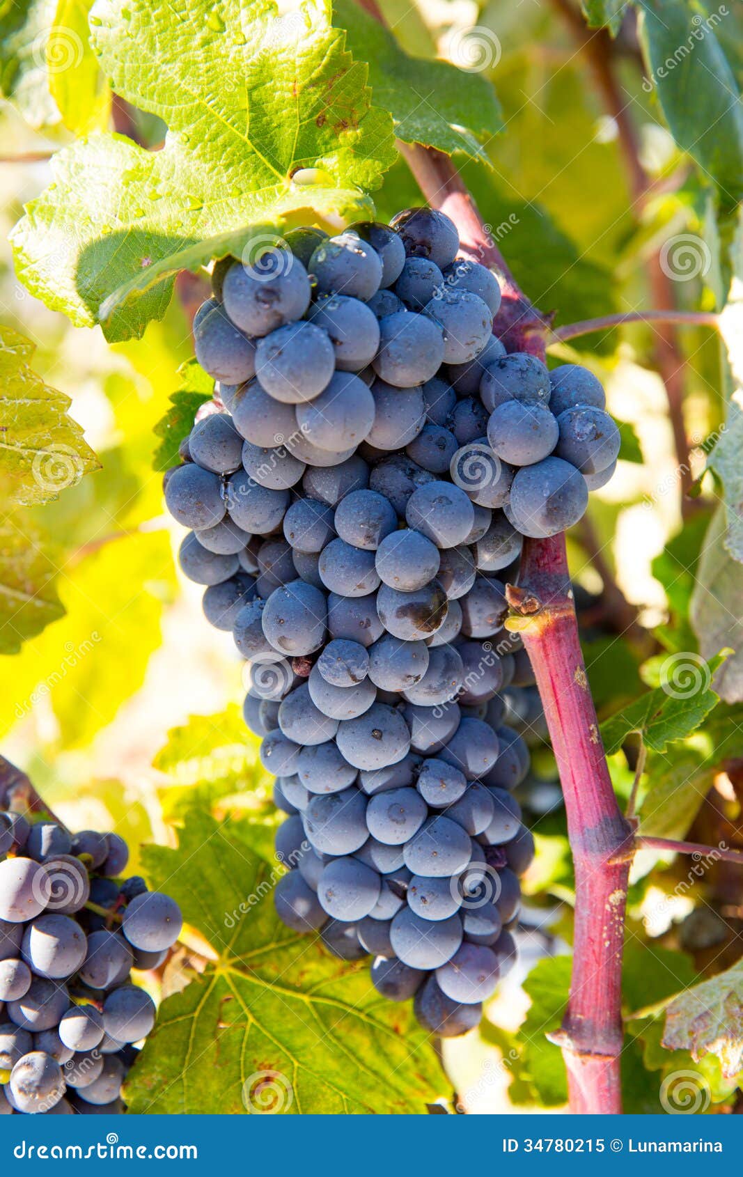 Bobal Wine Grapes in Vineyard Raw Ready for Harvest Stock Image - Image ...
