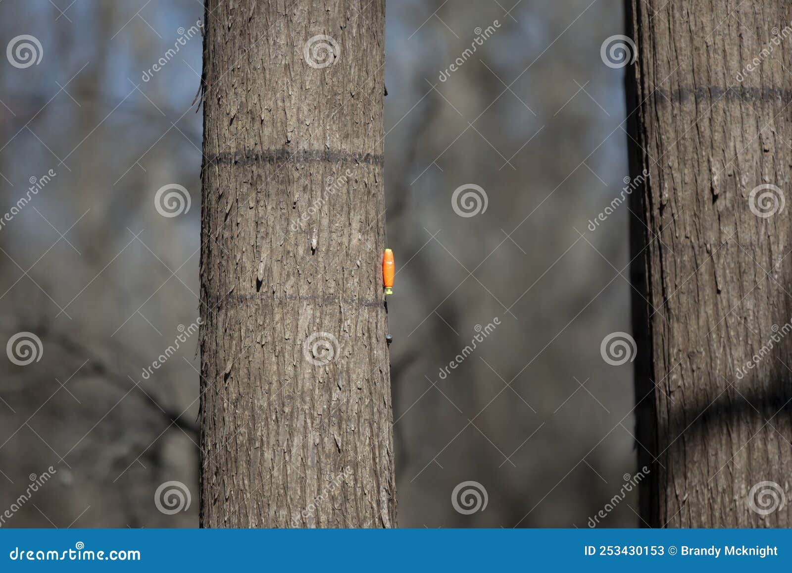 Bobber in a Tree stock image. Image of equipment, conceptual - 253430153