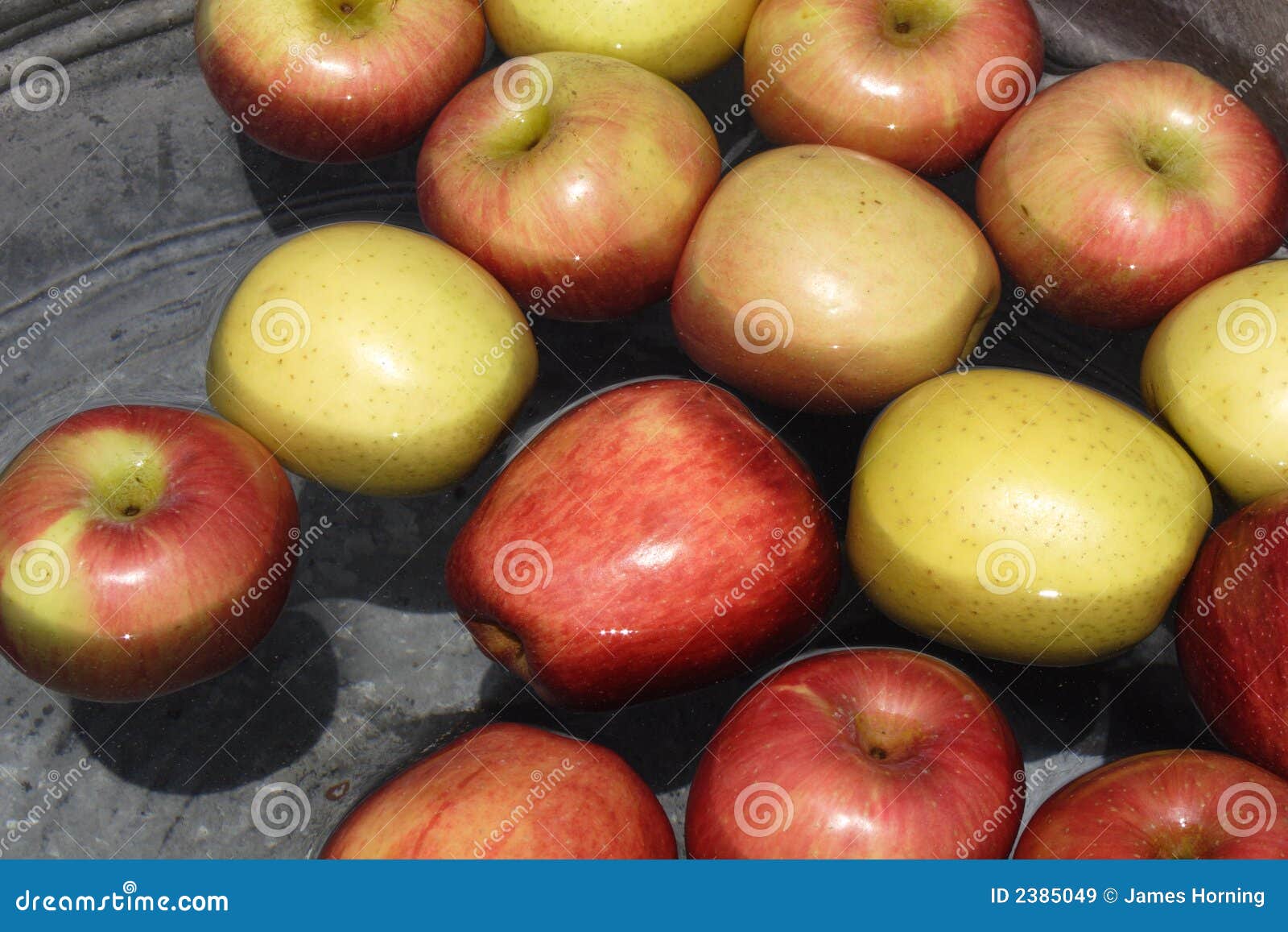 Bobbing apples stock image. Image of apples, soaking, picked - 2385049