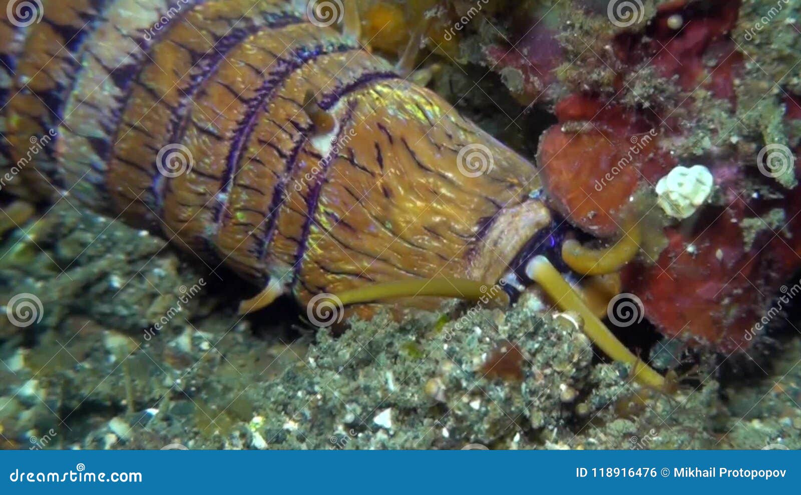 Bobbit Worm, Aquatic Predatory Polychaete Worm Eunice Aphroditois is ...